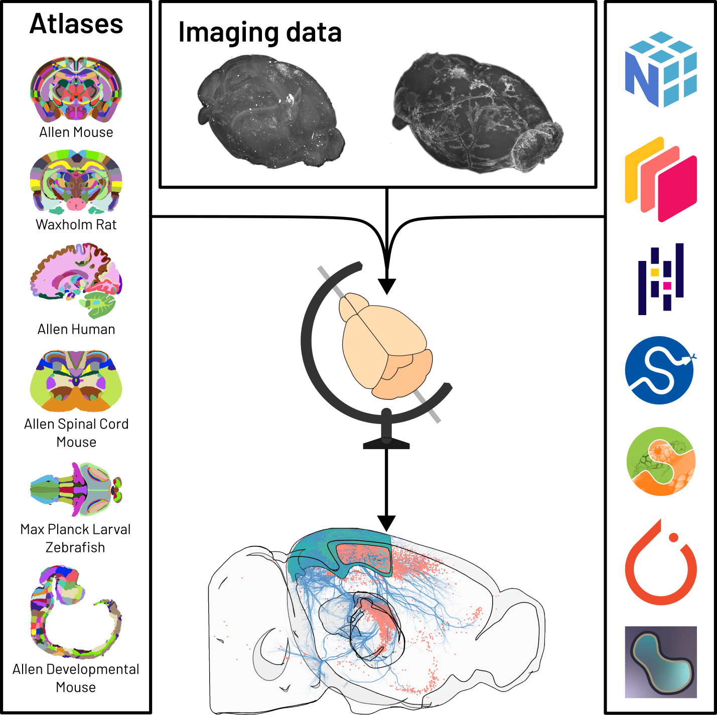 Whole brain microscopy analysis